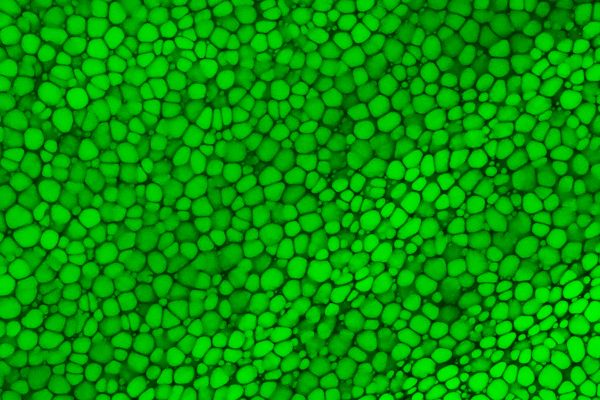 Division of Integrative Organismal Systems (BIO/IOS) | NSF - National ...